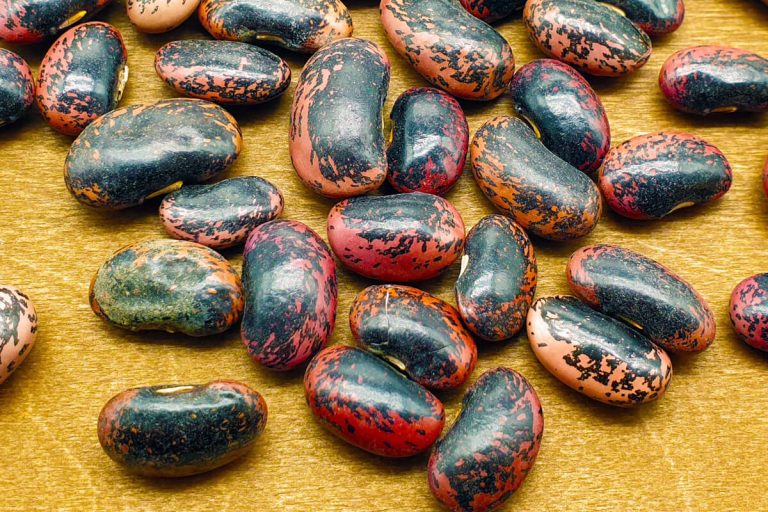 Prunkbohnen/Feuerbohnen - Scarlet Emperor - Farmer Panorama